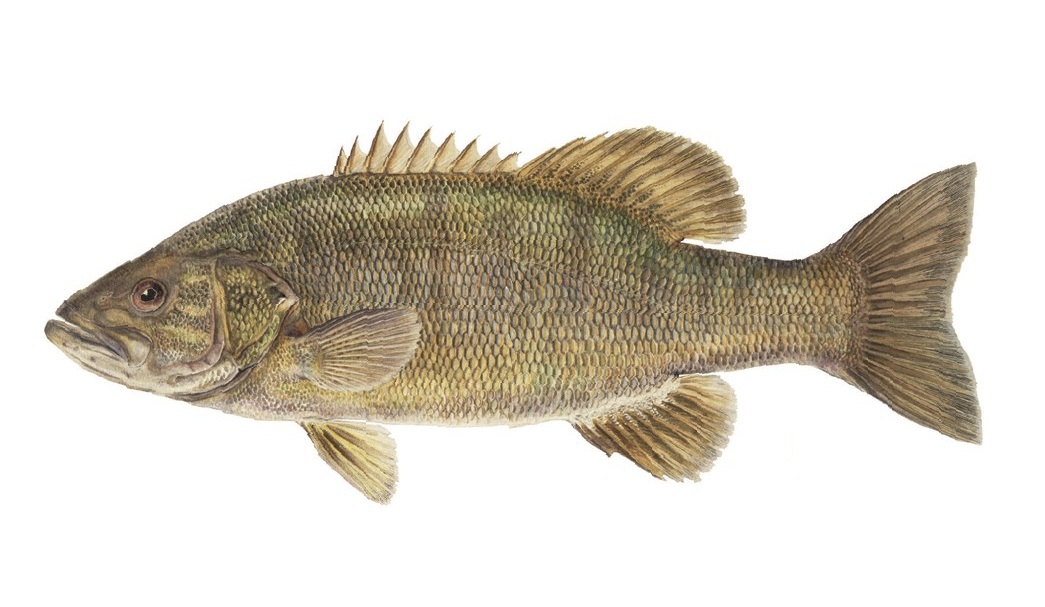 Fishes Facts Characteristics Anatomy And Pictures Fishes Facts Characteristics Anatomy And Pictures