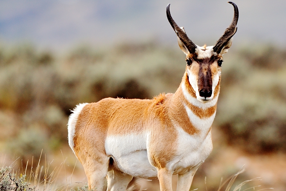 Pronghorn Antelope Images A Seasonal Spectacle Pronghorn Antelope Images A Seasonal Spectacle