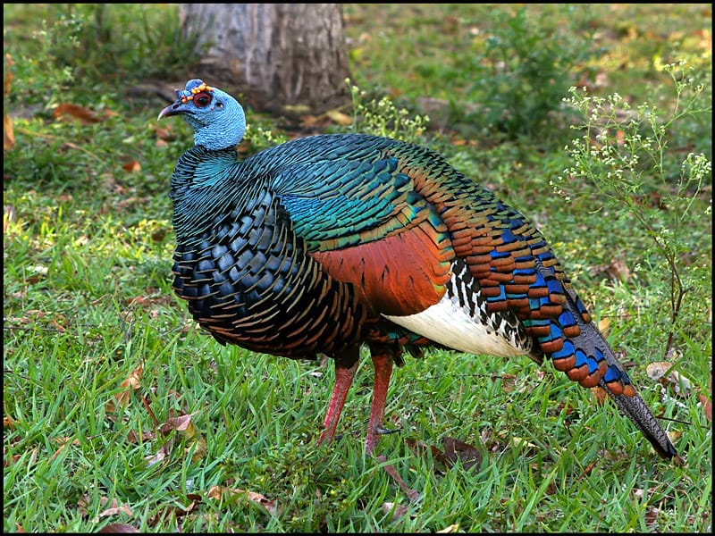 Ocellated Turkey Facts Range Habitat Diet Calls Pictures