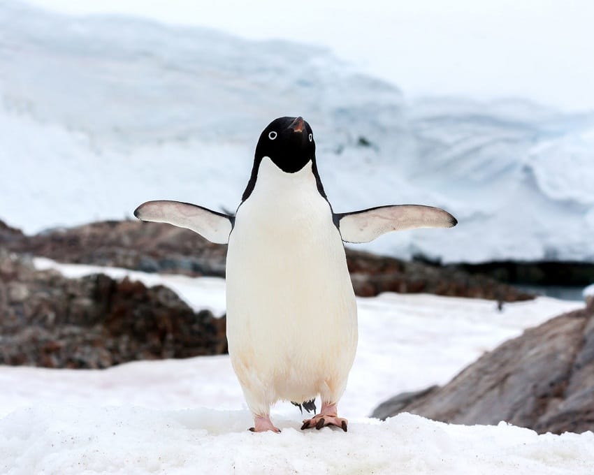 Penguin Facts Types Habitat Diet Adaptations Pictures