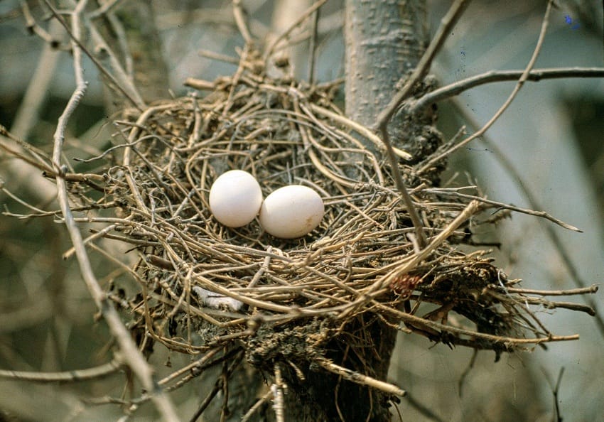 Eurasian Collared Dove Facts Range Habitat Diet Pictures