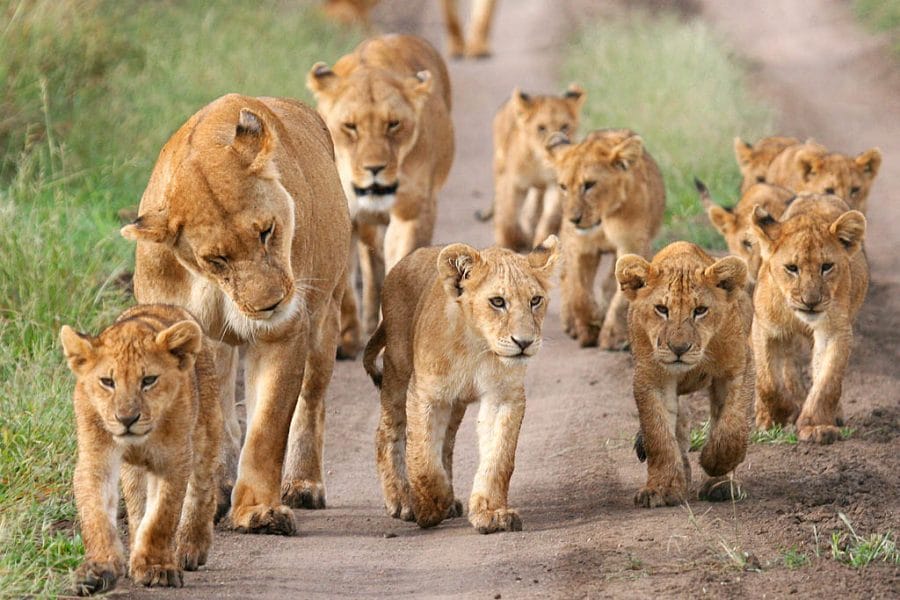 African Animal List Facts Conservation Status Pictures African Animal List Facts Conservation Status Pictures