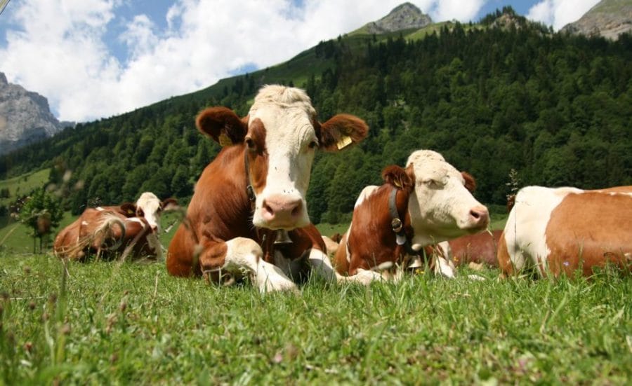 Farm Animals List Facts And Pictures