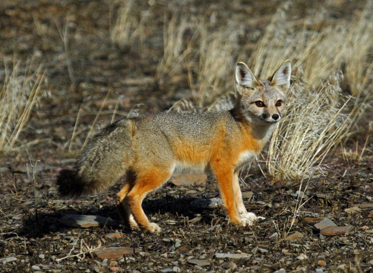 Kit Fox Facts Habitat Diet Life Cycle Baby Pictures
