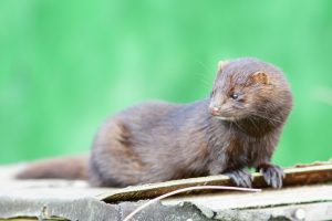 American Mink - Facts, Habitat, Predators, Diet, and Pictures