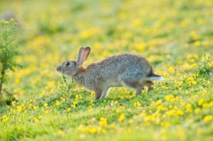 European Rabbit - Facts, Habitat, Distribution, and Pictures