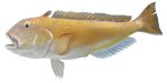Tilefish - Size, Reproductive Season, Habitat, Species, and Mercury