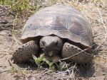 Gopher Tortoise - Description, Life Span, Reproduction, Habitat, and ...