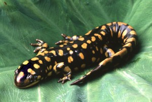 Tiger Salamander - Facts, Description, Habitat, Life Span, and Pictures
