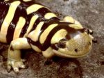 Tiger Salamander - Facts, Description, Habitat, Life Span, and Pictures