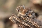 American Pika - Facts, Diet, Habitat, Reproduction, and Pictures