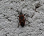 Boxelder Bug - Management, Habitat, Size, Life Span, and Pictures