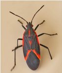 Boxelder Bug - Management, Habitat, Size, Life Span, and Pictures