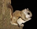Northern Flying Squirrel - Facts, Habitat, Diet, Life Cycle, Pictures