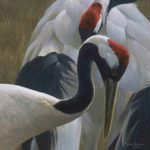 Red Crowned Crane - Facts, Description, Habitat, Diet, and Pictures