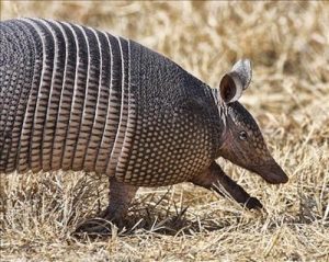 Nine Banded Armadillo - Facts, Diet, Habitat, Life Span, and Pictures