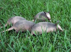 Nine Banded Armadillo - Facts, Diet, Habitat, Life Span, and Pictures