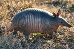 Nine Banded Armadillo - Facts, Diet, Habitat, Life Span, and Pictures
