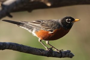 American Robin - Facts, Habitat, Diet, Life Cycle, Pictures
