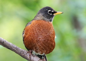 American Robin - Facts, Habitat, Diet, Life Cycle, Pictures
