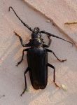 Borer Beetle - Facts, Habitat, Diet, Life Cycle, Pictures