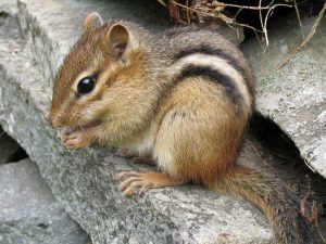 Eastern Chipmunk - Facts, Habitat, Diet, Life Cycle, Pictures