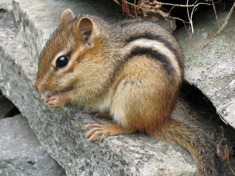 Eastern Chipmunk - Facts, Habitat, Diet, Life Cycle, Pictures