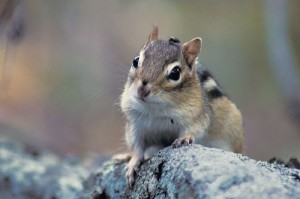 Eastern Chipmunk - Facts, Habitat, Diet, Life Cycle, Pictures