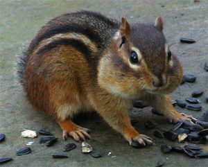 Eastern Chipmunk - Facts, Habitat, Diet, Life Cycle, Pictures