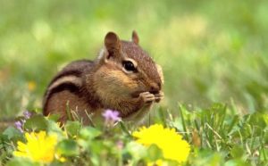 Eastern Chipmunk - Facts, Habitat, Diet, Life Cycle, Pictures