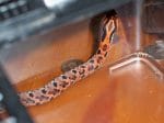 Eastern Hognose Snake - Facts, Habitat, Venom, Pictures, and More