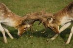 Fallow Deer - Facts, Habitat, Diet, Life Cycle, Pictures, and More