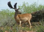 Fallow Deer - Facts, Habitat, Diet, Life Cycle, Pictures, and More
