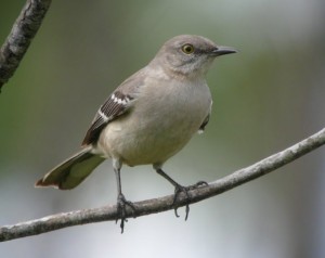 Northern Mockingbird - Facts, Habitat, Nesting, Diet, and Pictures