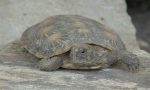 Pancake Tortoise - Facts, Habitat, Diet, Life Cycle, Pictures