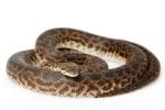 Spotted Python - Habitat, Shedding, Breeding, and Interesting Facts