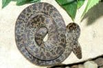 Spotted Python - Habitat, Shedding, Breeding, and Interesting Facts