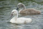 Mute Swan - Facts, Description, Distribution, Habitat, Diet, Pictures
