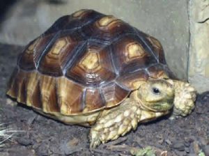 Red-Footed Tortoise - Facts, Habitat, Diet, Lifespan, Pictures