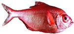 Alfonsino (Fish) - Facts, Habitat, Diet, Life Cycle, Pictures, and More