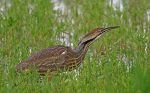 American Bittern - Facts, Habitat, Diet, Life Cycle, Pictures