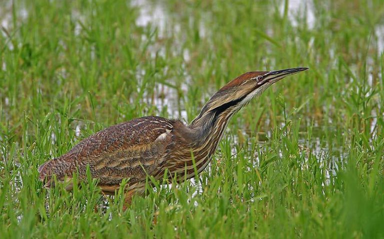 American Bittern - Facts, Habitat, Diet, Life Cycle, Pictures