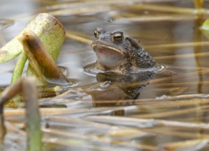 American Toad - Facts, Habitat, Diet, Life Cycle, Pictures