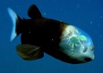 Barreleye Fish - Facts, Habitat, Diet, Life Cycle, Pictures