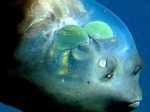 Barreleye Fish - Facts, Habitat, Diet, Life Cycle, Pictures