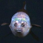 Barreleye Fish - Facts, Habitat, Diet, Life Cycle, Pictures