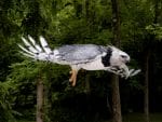 Harpy Eagle - Facts, Habitat, Diet, Life Cycle, Pictures, and More