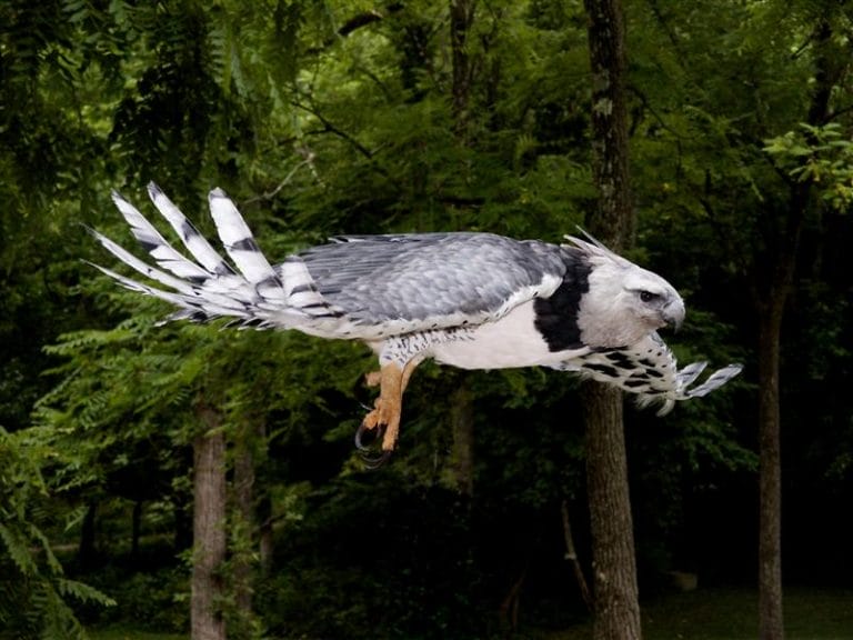 Harpy Eagle - Facts, Habitat, Diet, Life Cycle, Pictures, and More