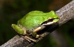 Pacific Tree Frog - Facts, Habitat, Diet, Life Cycle, Pictures