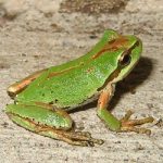 Pacific Tree Frog - Facts, Habitat, Diet, Life Cycle, Pictures